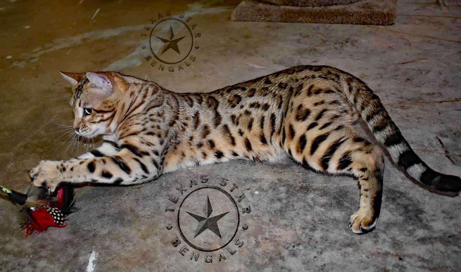 Bengal-kittens-for-sale- Texas Star Bengals in Southern United States