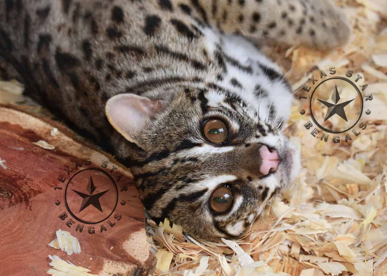 Bengal-kittens-for-sale- Texas Star Bengals in Southern United States
