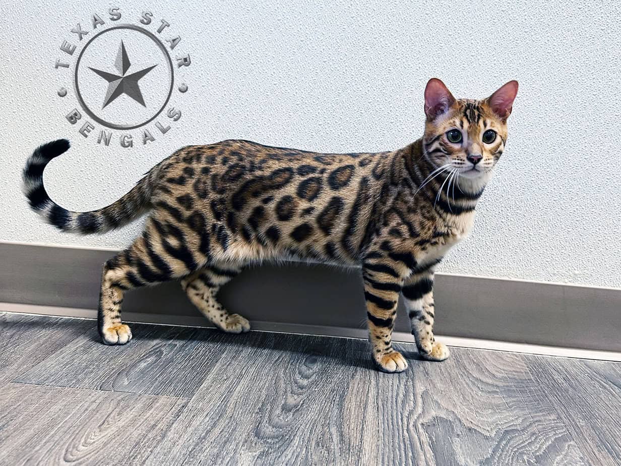 Bengal-kittens-for-sale- Texas Star Bengals in Southern United States