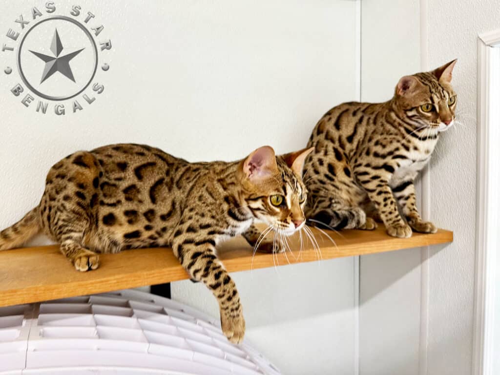 Bengal-kittens-for-sale- Texas Star Bengals in Southern United States