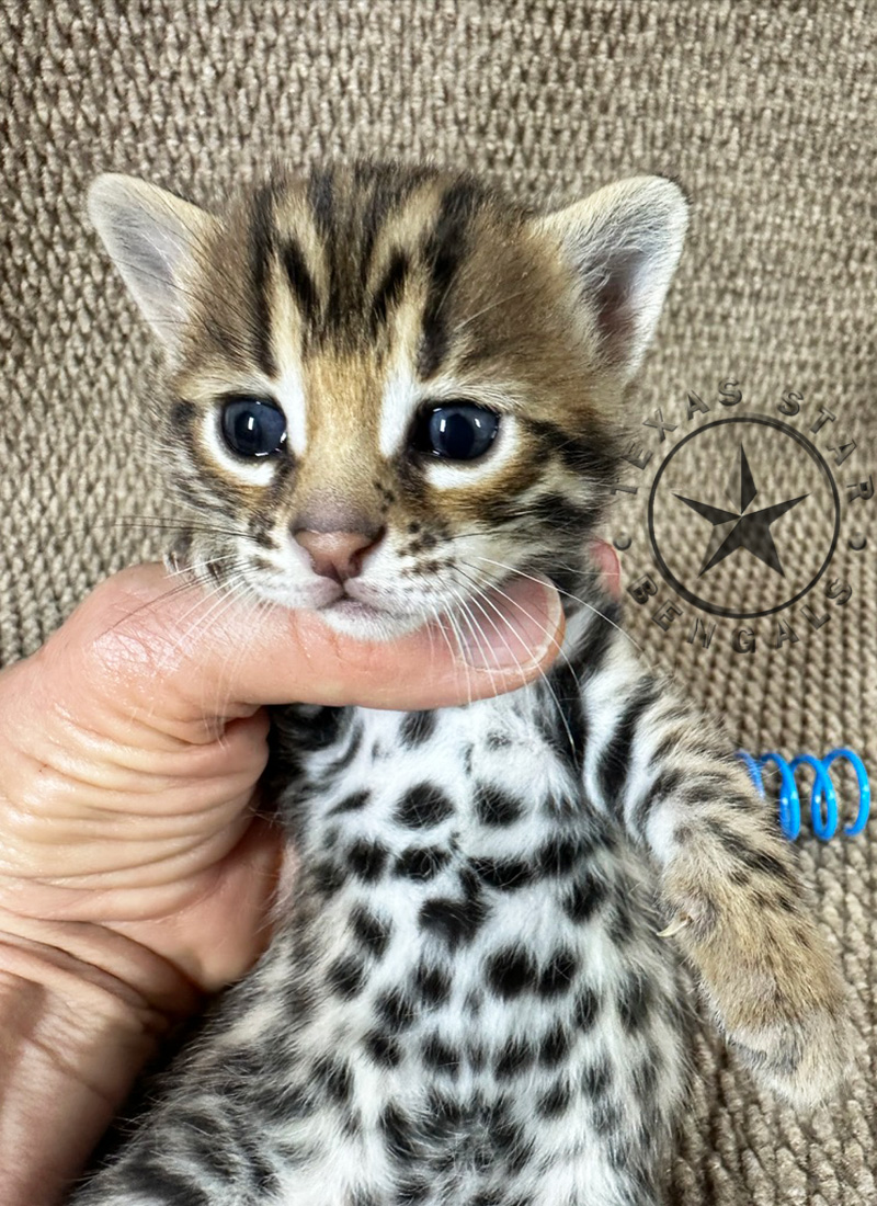 Bengal-kittens-for-sale- Texas Star Bengals in Southern United States